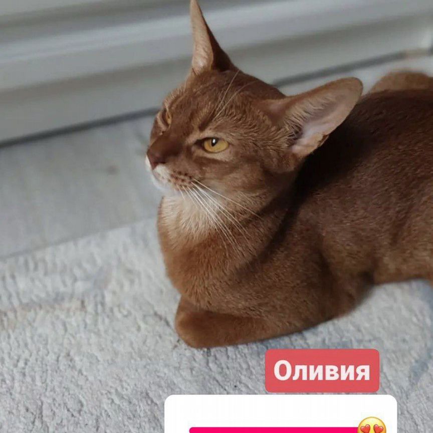 Абиссинские котята