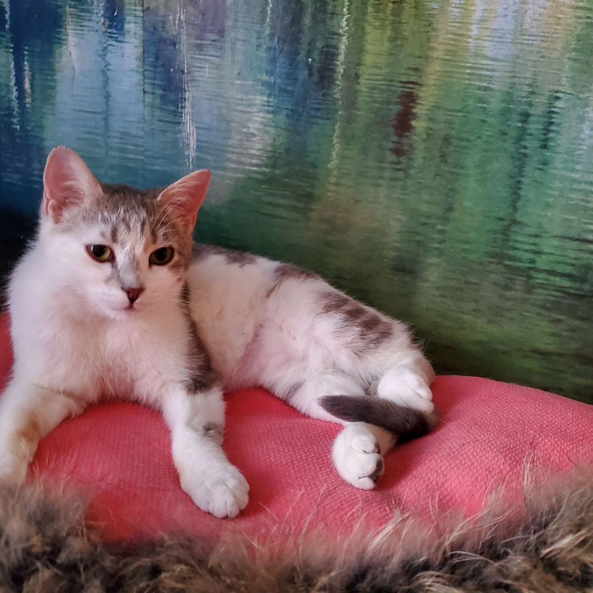 Котёнок мальчик