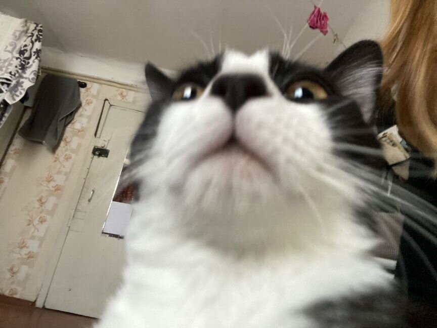 Котик в добрые руки