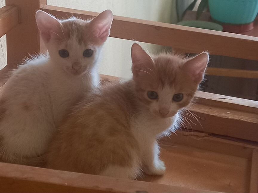 Котята бесплатно в хорошие руки. 2 кота 2 кошки