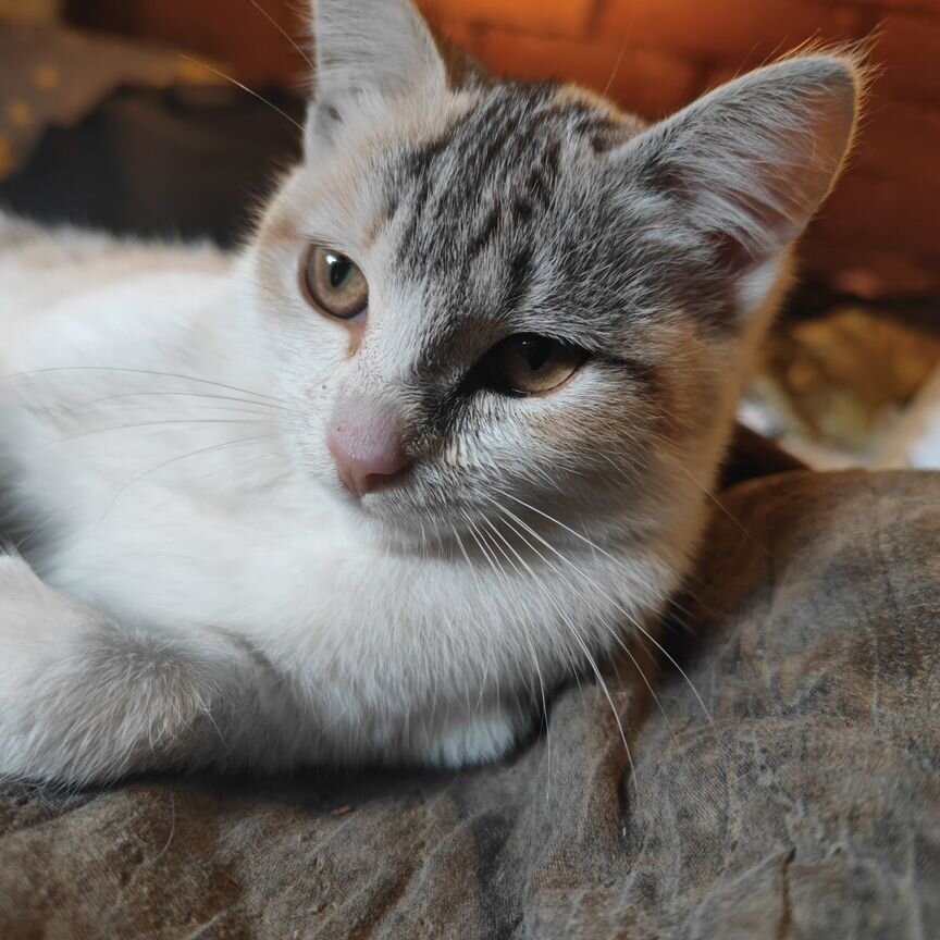 Котенок девочка котейка девочка котенок девочка