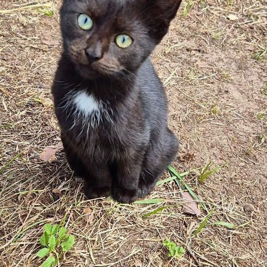 Котенок черный Франтик