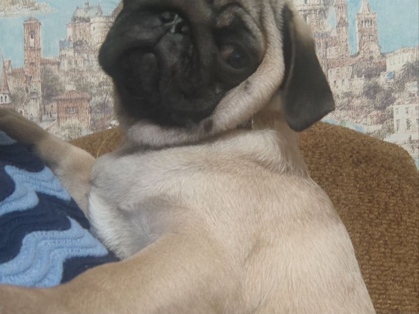 Щенки мопса