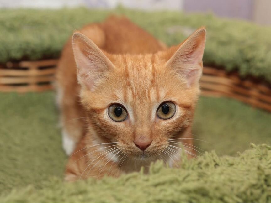 Котенок Апельсинчик в добрые ручки