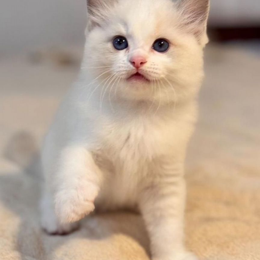 Рэгдолл блю биколор