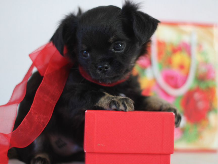 Щенки чихуахуа с РКФ