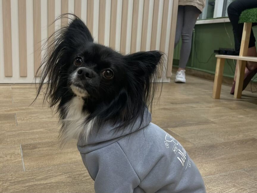 Вязка кобель чихуахуа