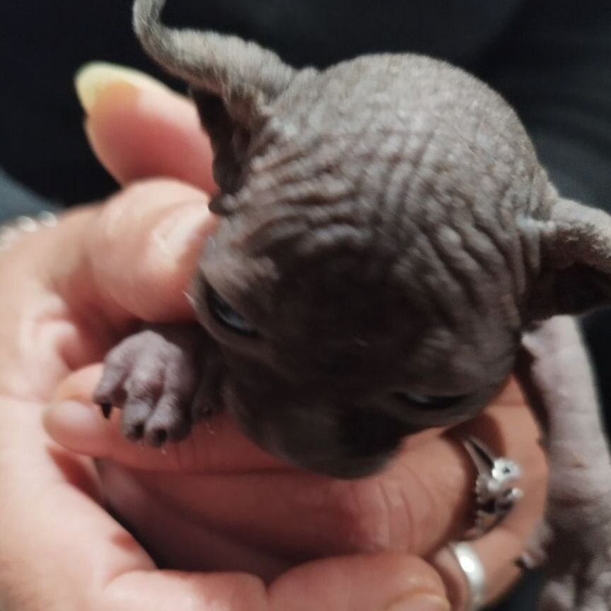 Канадский сфинкс котёнок