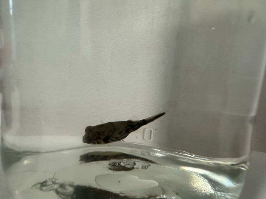 Тетрадон фахака