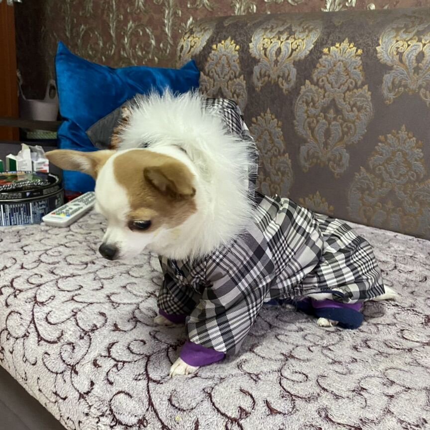 Костюм для собаки