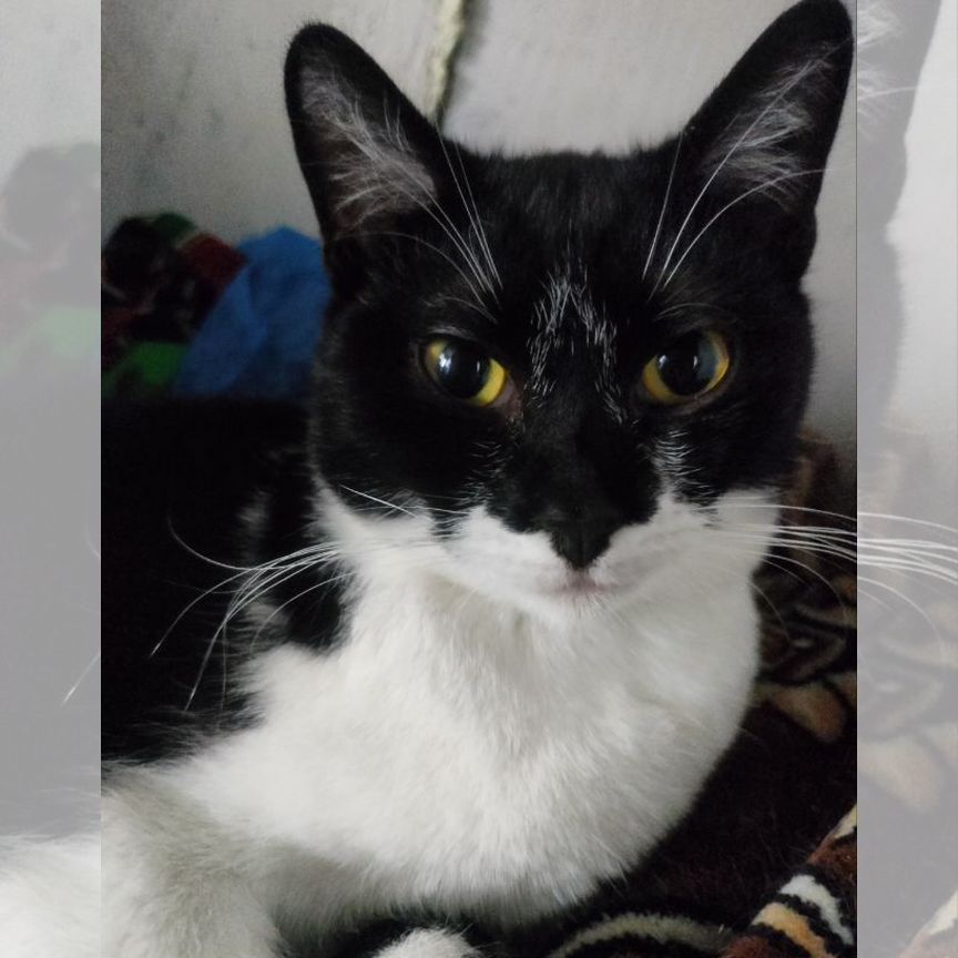 Кошки в добрые руки бесплатно