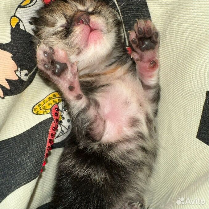 Домашние малыши в добрые руки