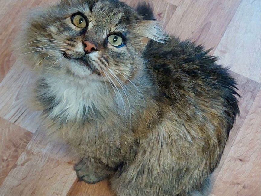 Кот хороший добрый контактный верный
