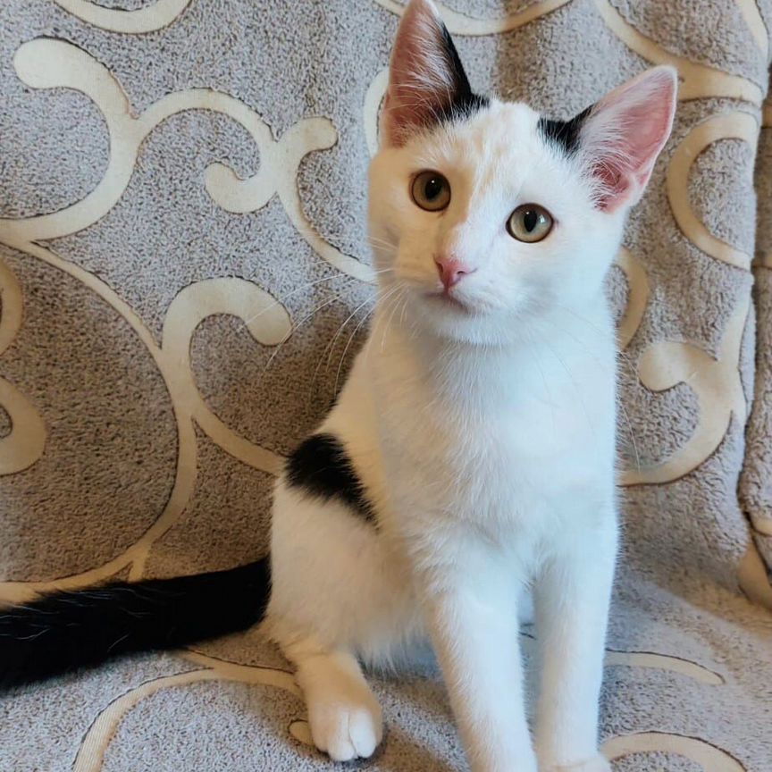 Котенок Гоша в добрые руки