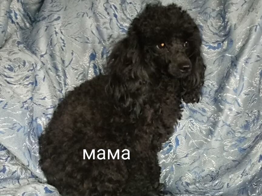 Щенки пуделя