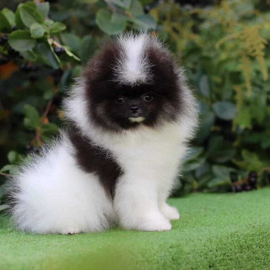Померанский шпиц