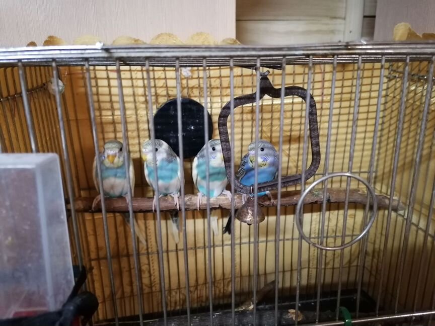 Волнистый попугай