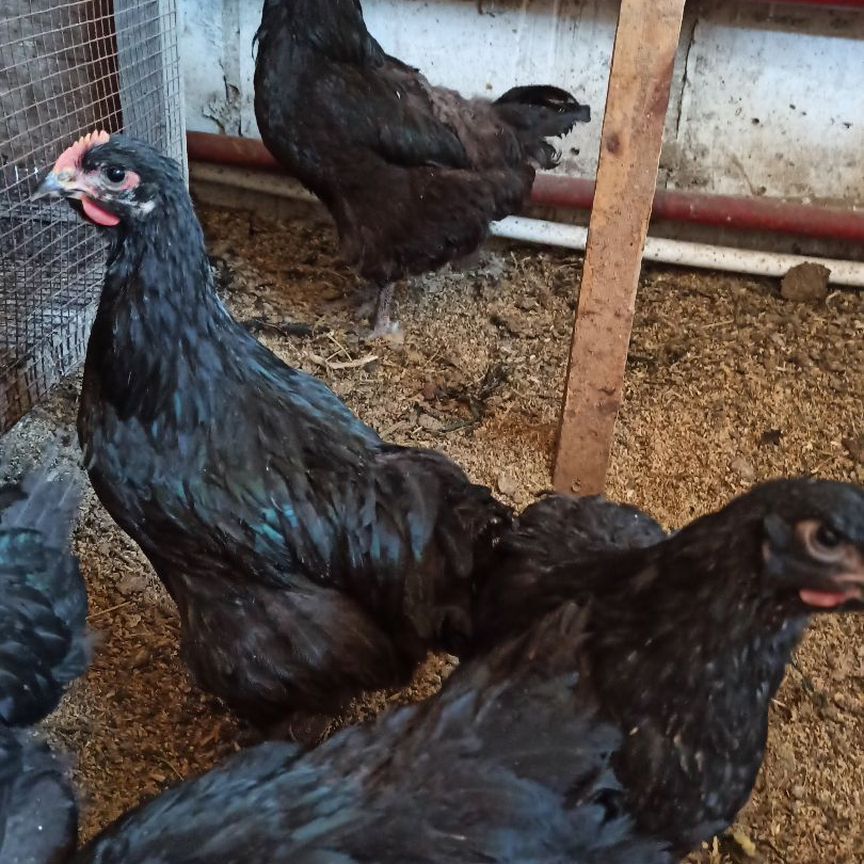 Куры молодки