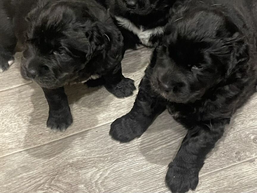 Щенки лабрадора ретвилера