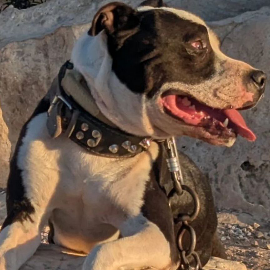 Американский стаффордширский терьер, взрослый пёс