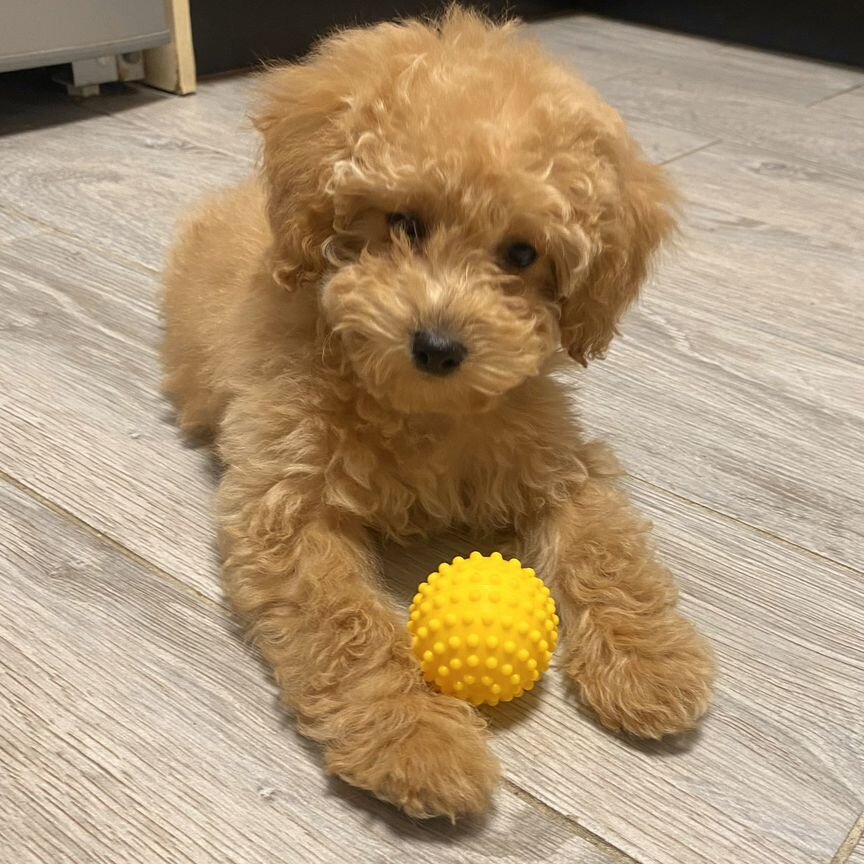 Той-пудель, щенок