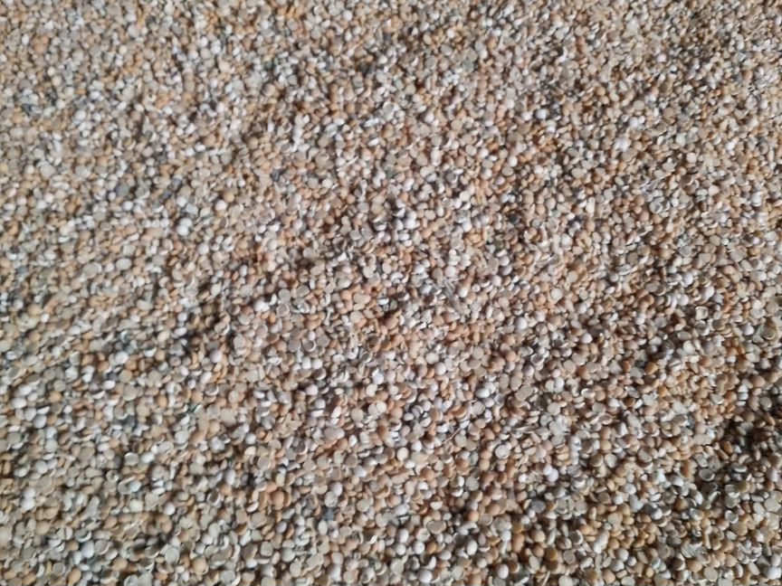 Горох на корм животным