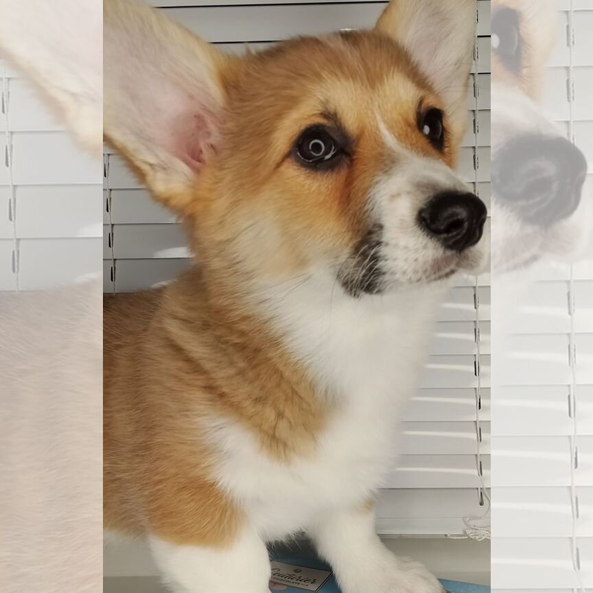 Вельш Корги Пемброк, щенок