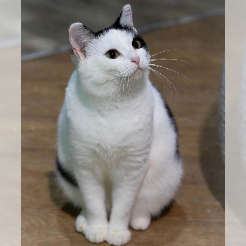 Взрослая кошка в добрые руки