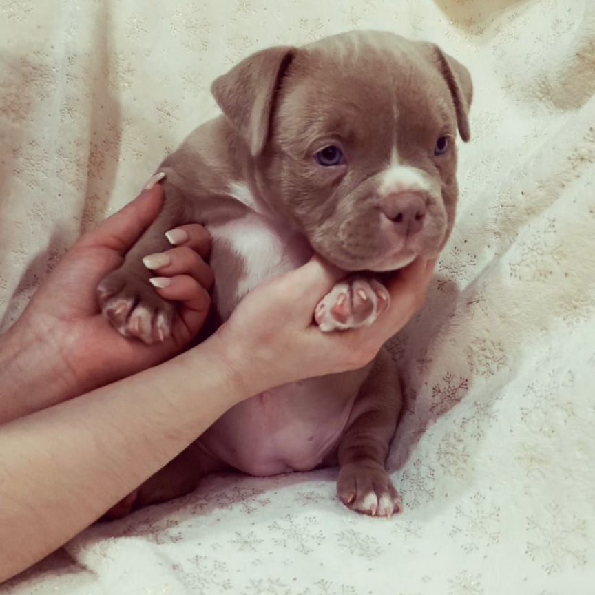 Девочка американского булли