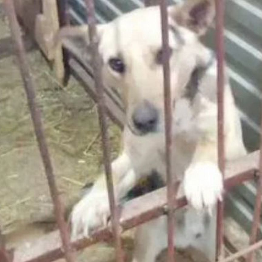 Взрослый пёс в добрые руки