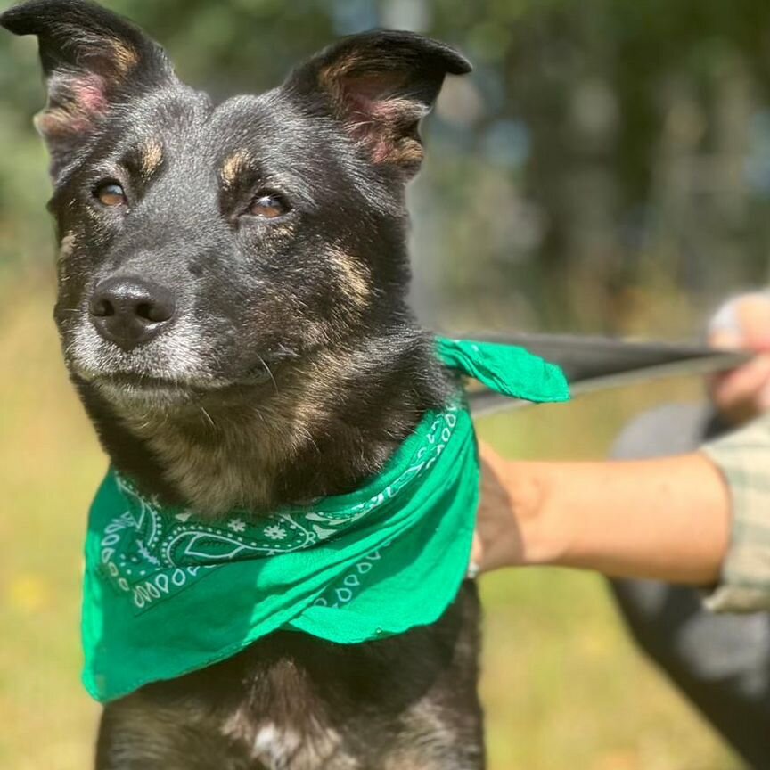 Взрослая трогательная собака из приют ждёт хозяина