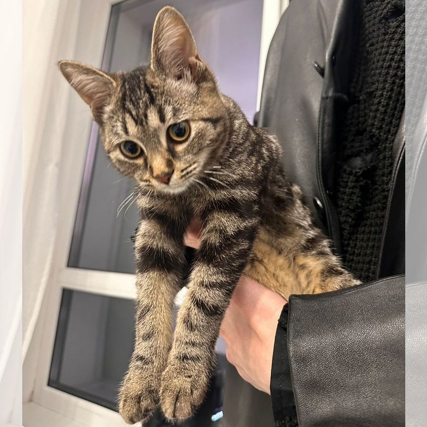 Котята девочки в добрые руки