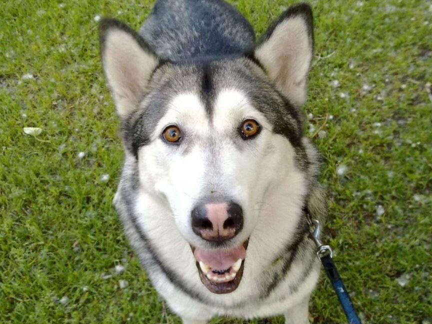 Аляский маламут
