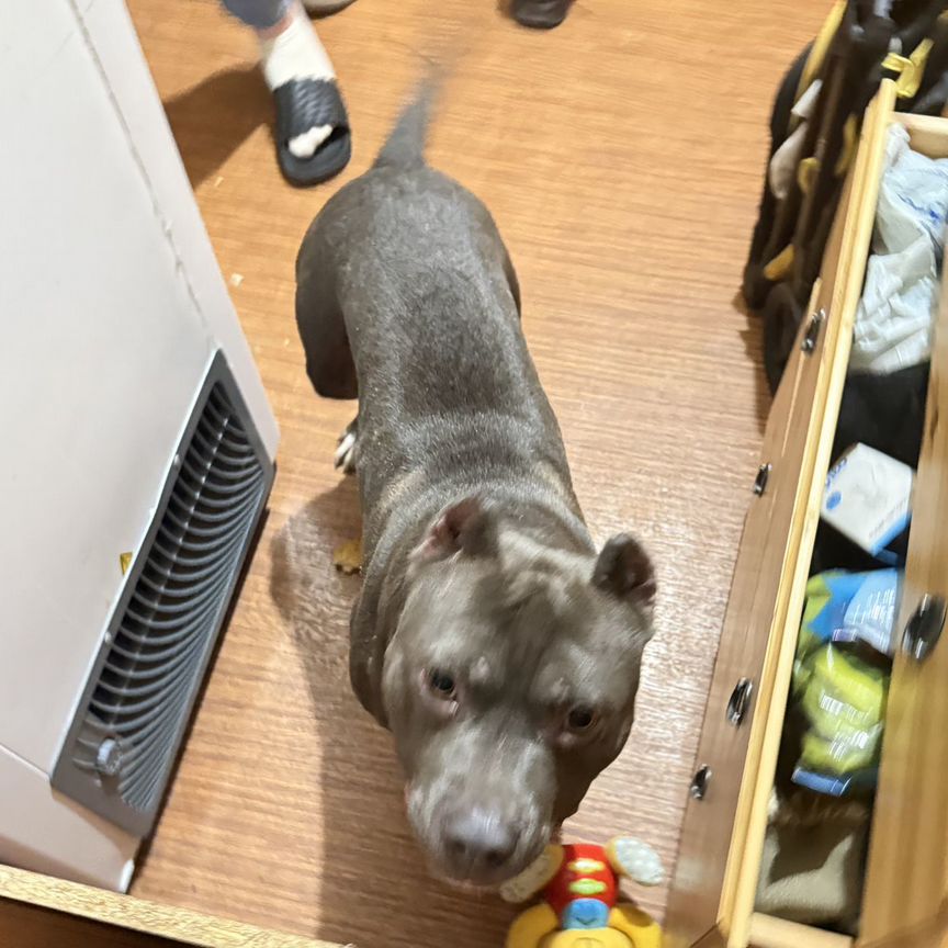 Американский стаффордширский терьер, щенок