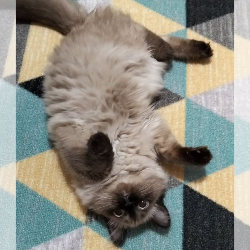 Сиамский котёнок