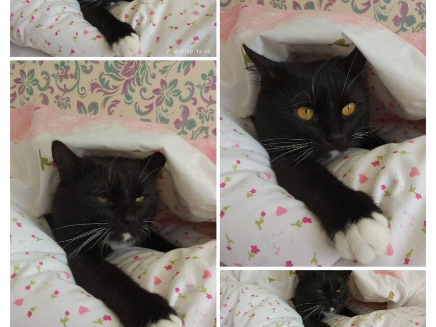 Умный, воспитанный кот