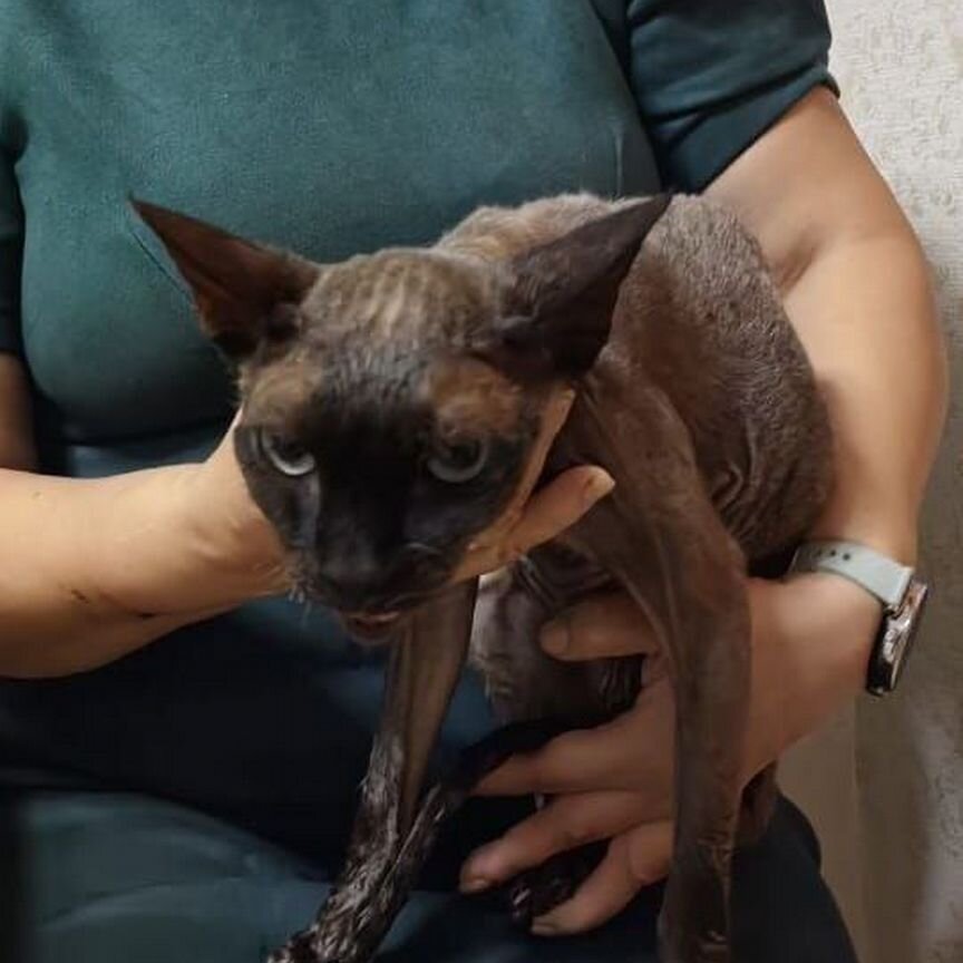 Канадский сфинкс бесплатно