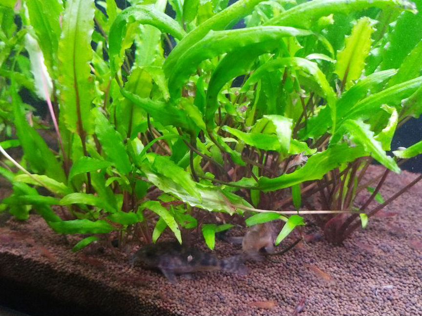 Акваримные растения