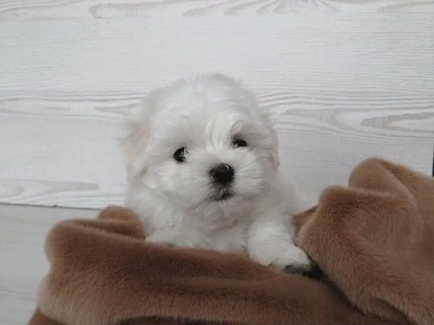 Щенки мальтезе