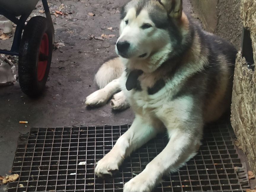 Аляскинский маламут