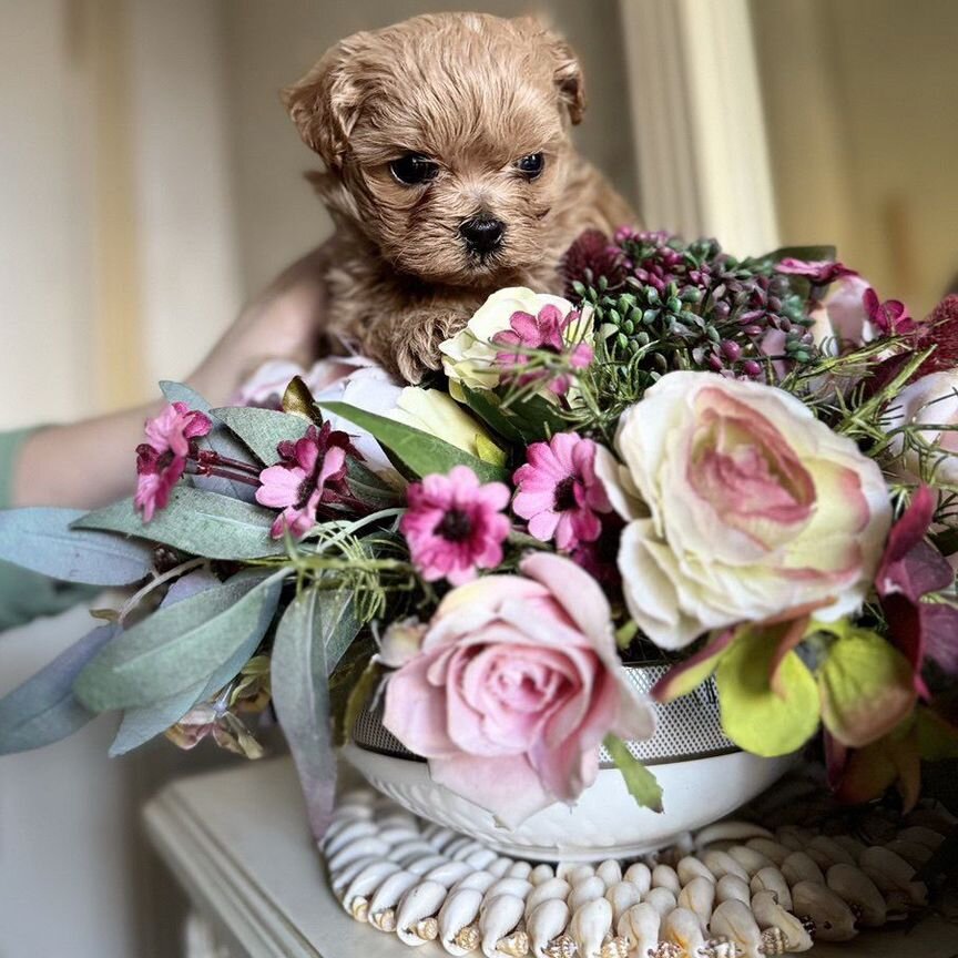 Мальтипу, щенок