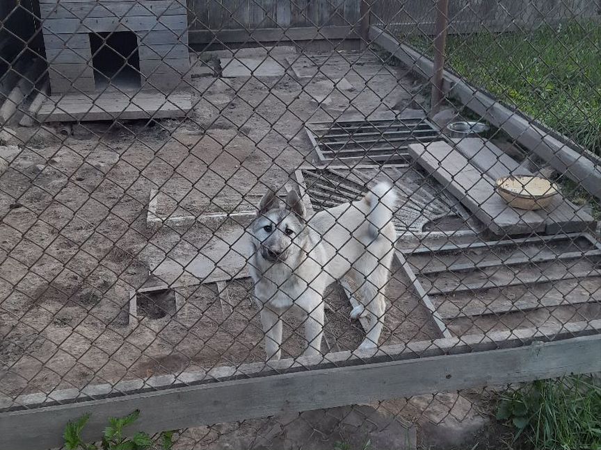 Щенок зсл