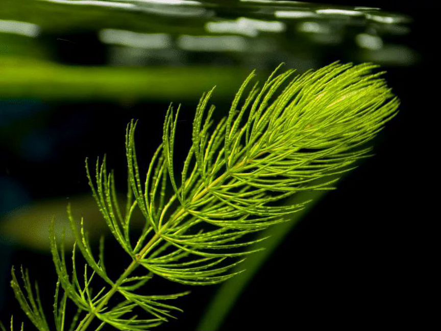 Роголистник Обмен-Покупка