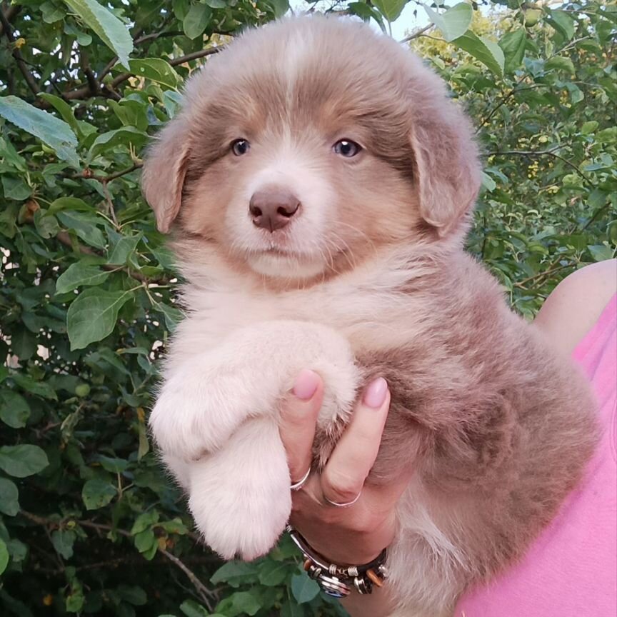 Бордер колли щенки