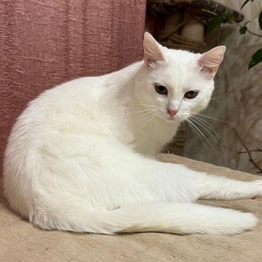 Кошки в добрые руки бесплатно