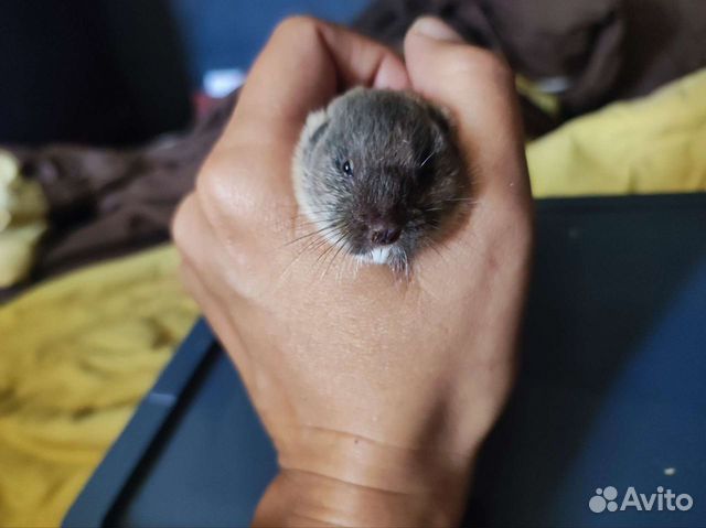 Восточная слепушонка