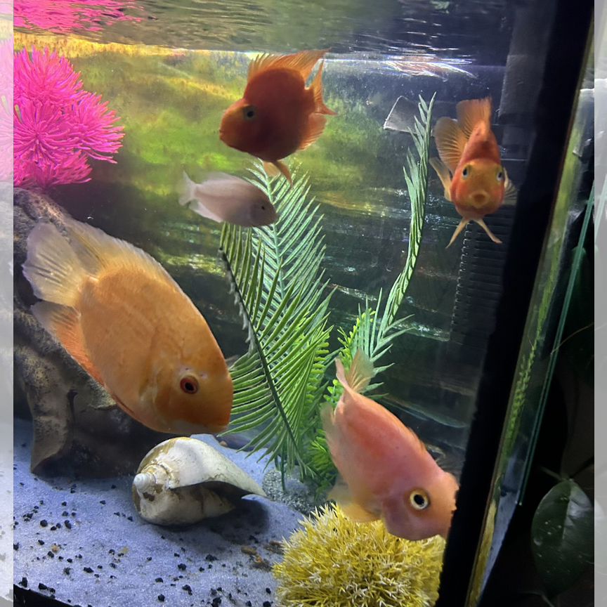 Красный попугай