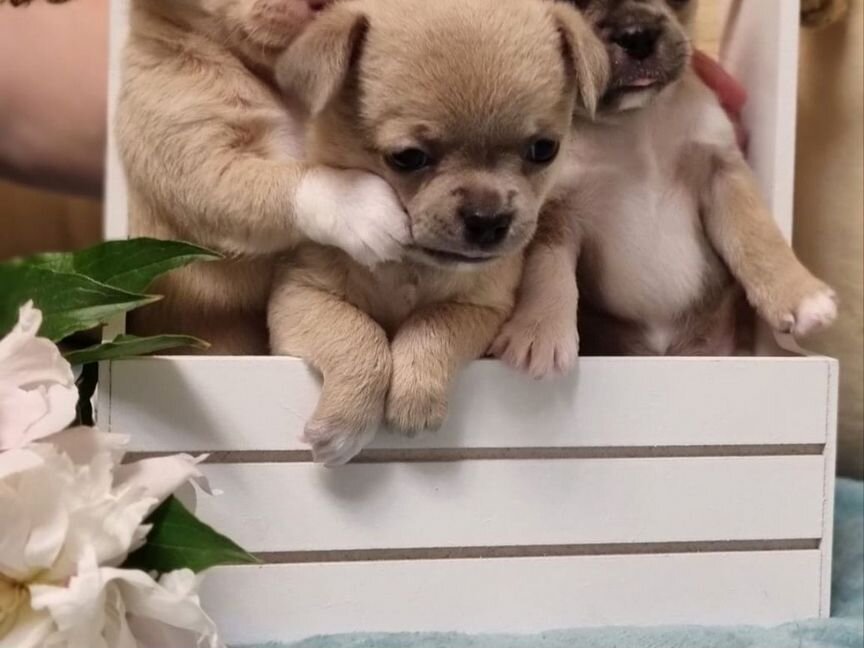 Щенки чихуахуа