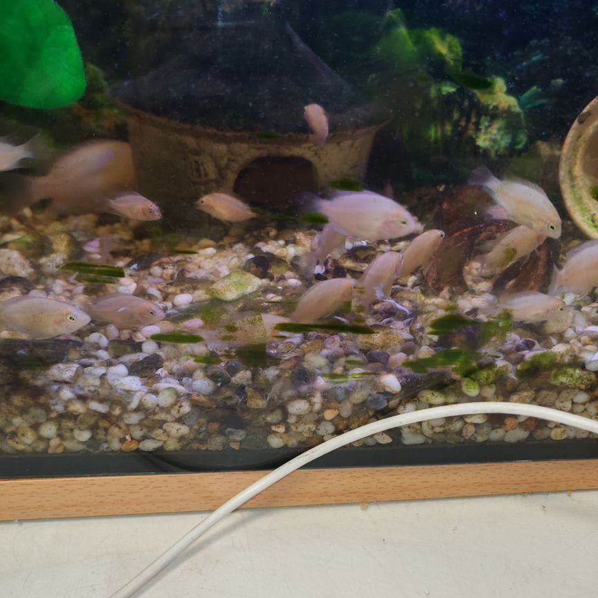 Аквариумные рыбки цихлиды