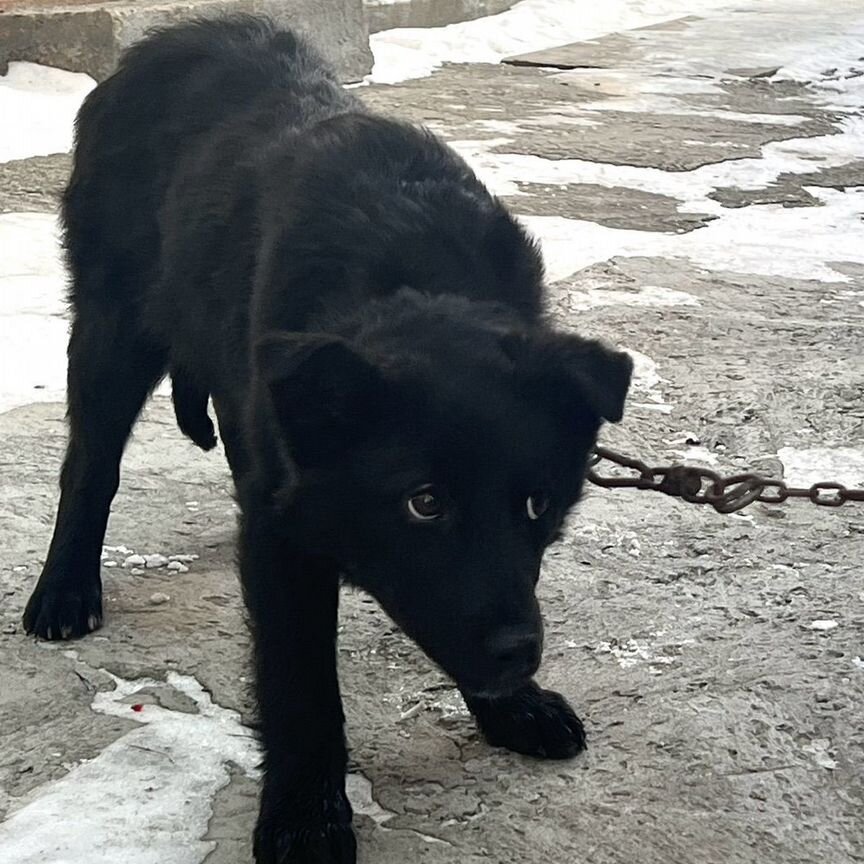 Щенок уголёк сидит на цепи ищет дом